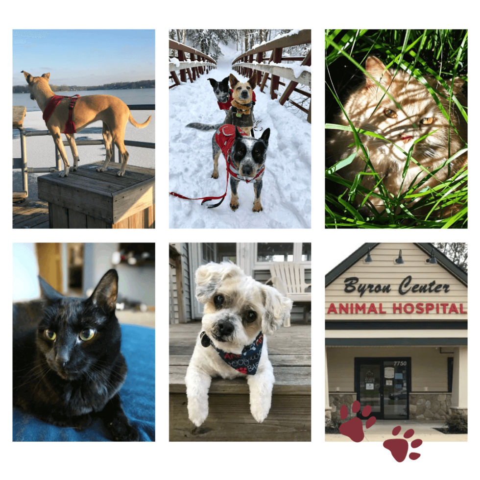 Best Animal Hospital In Byron Center, MI | BCAH
