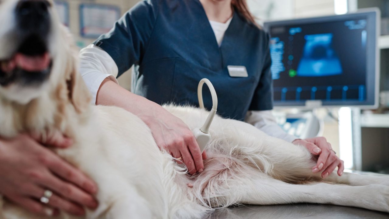 Byron Center, MI 49315 Veterinary Jobs | Byron Center Animal Hospital